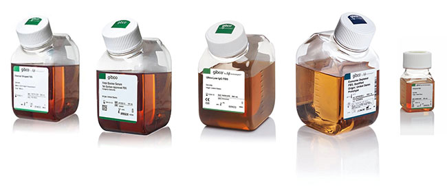 Gibco™ – Medical Test Systems, Inc. (MEDTEST)